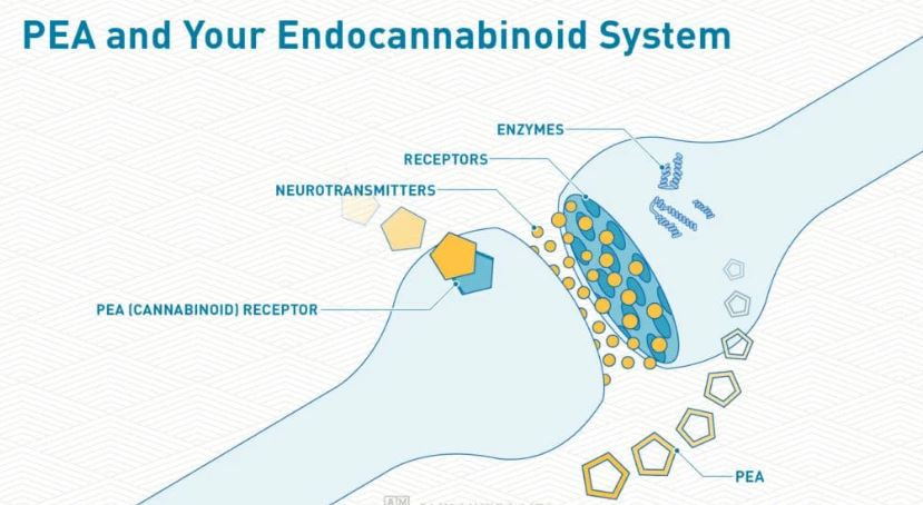5 Studies that back the effectiveness of PEA (Palmitoylethanolamide ...